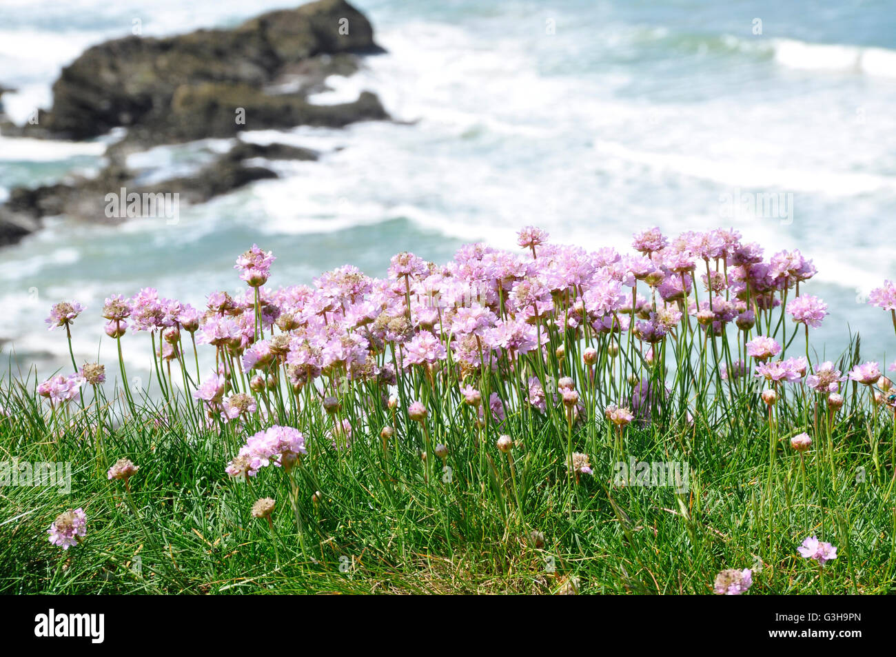 Cornwall - Thrift wildflowers in full bloom - pictured on cliff top ...
