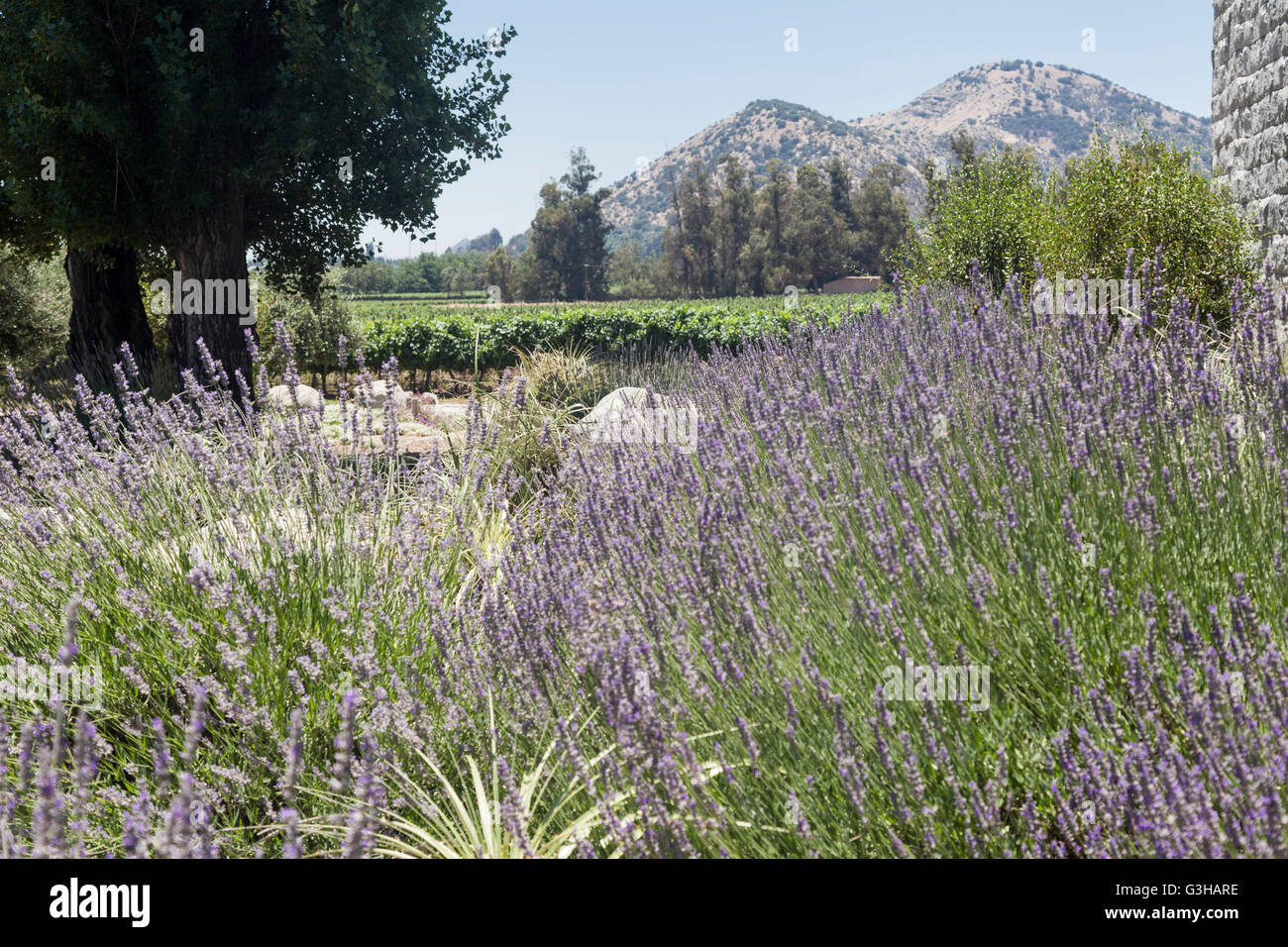 Lavender Winery Santiago do Chile Stock Photo - Alamy