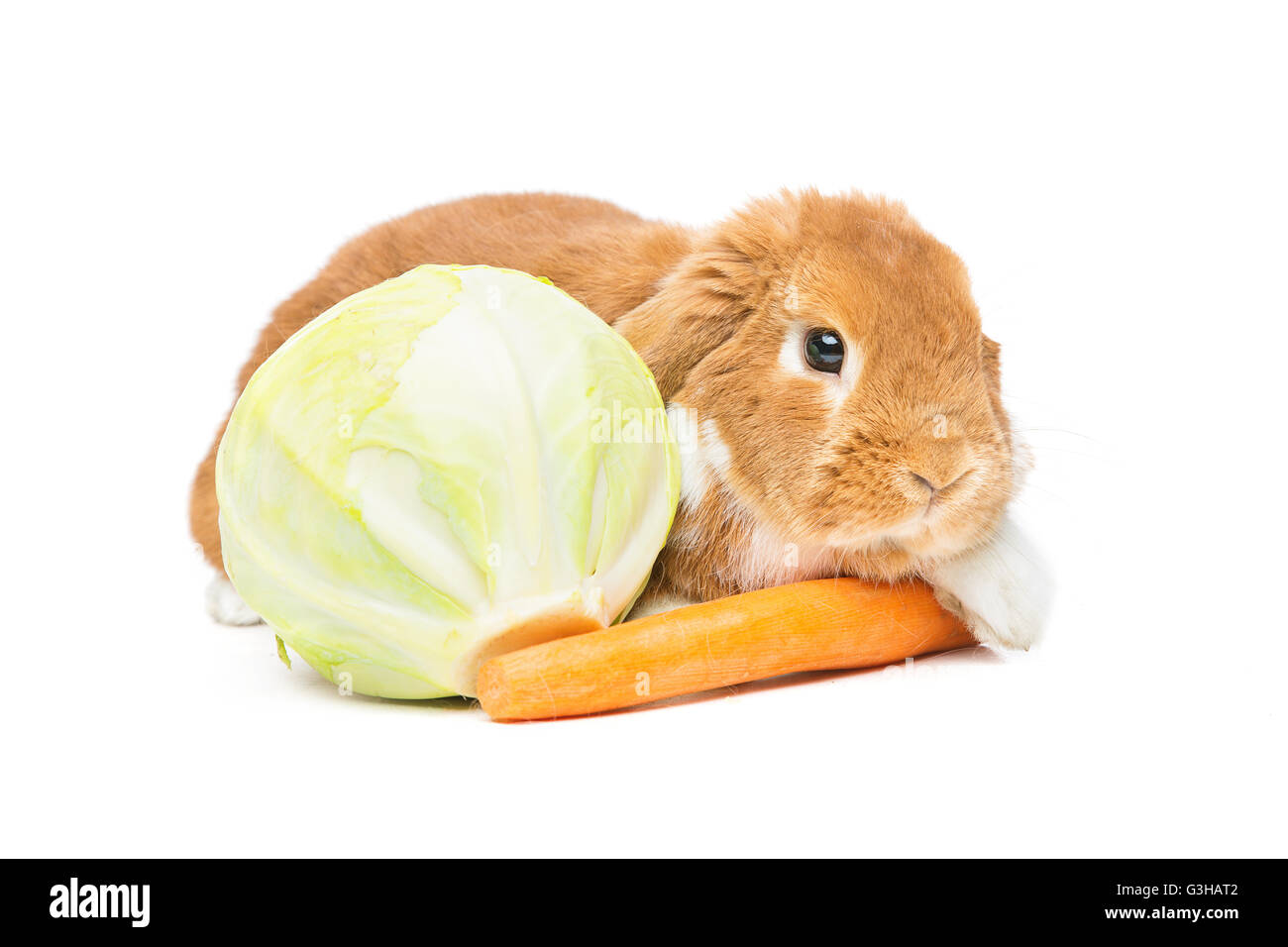 Beautiful domestic rabbit Stock Photo - Alamy