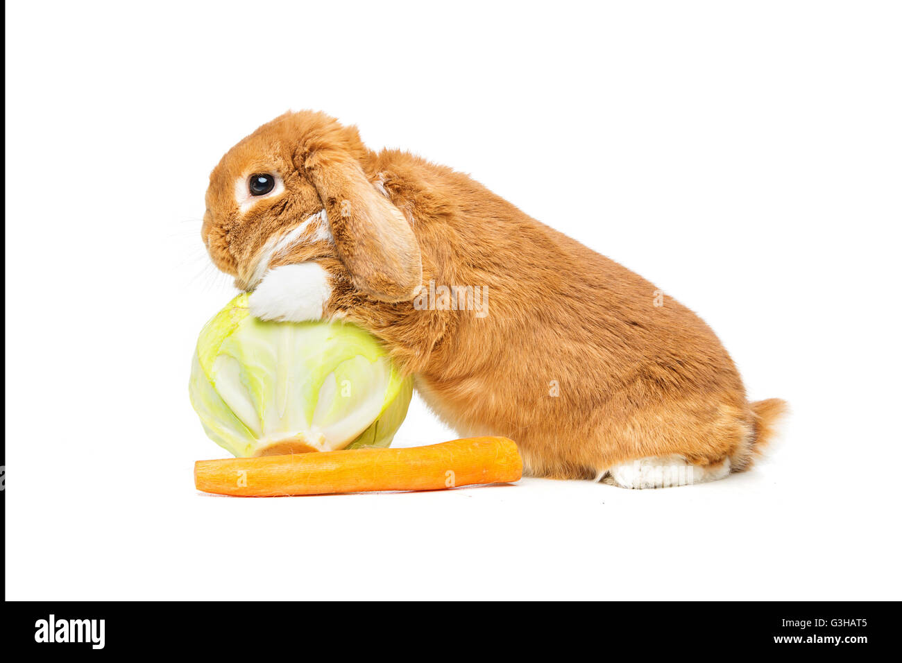 Beautiful domestic rabbit Stock Photo - Alamy