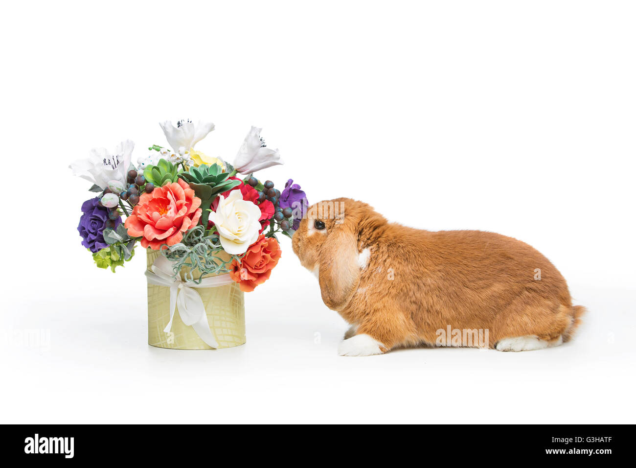 Beautiful domestic rabbit Stock Photo - Alamy