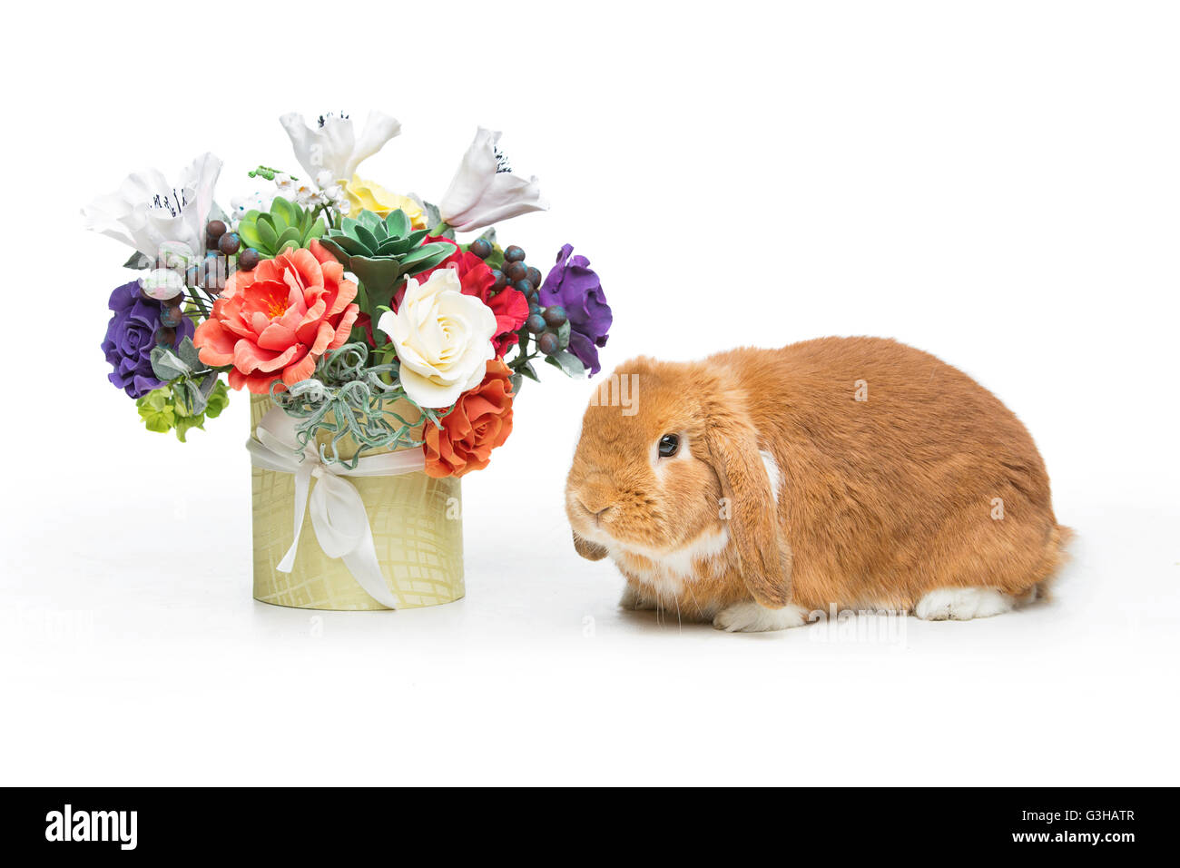 Beautiful domestic rabbit Stock Photo - Alamy