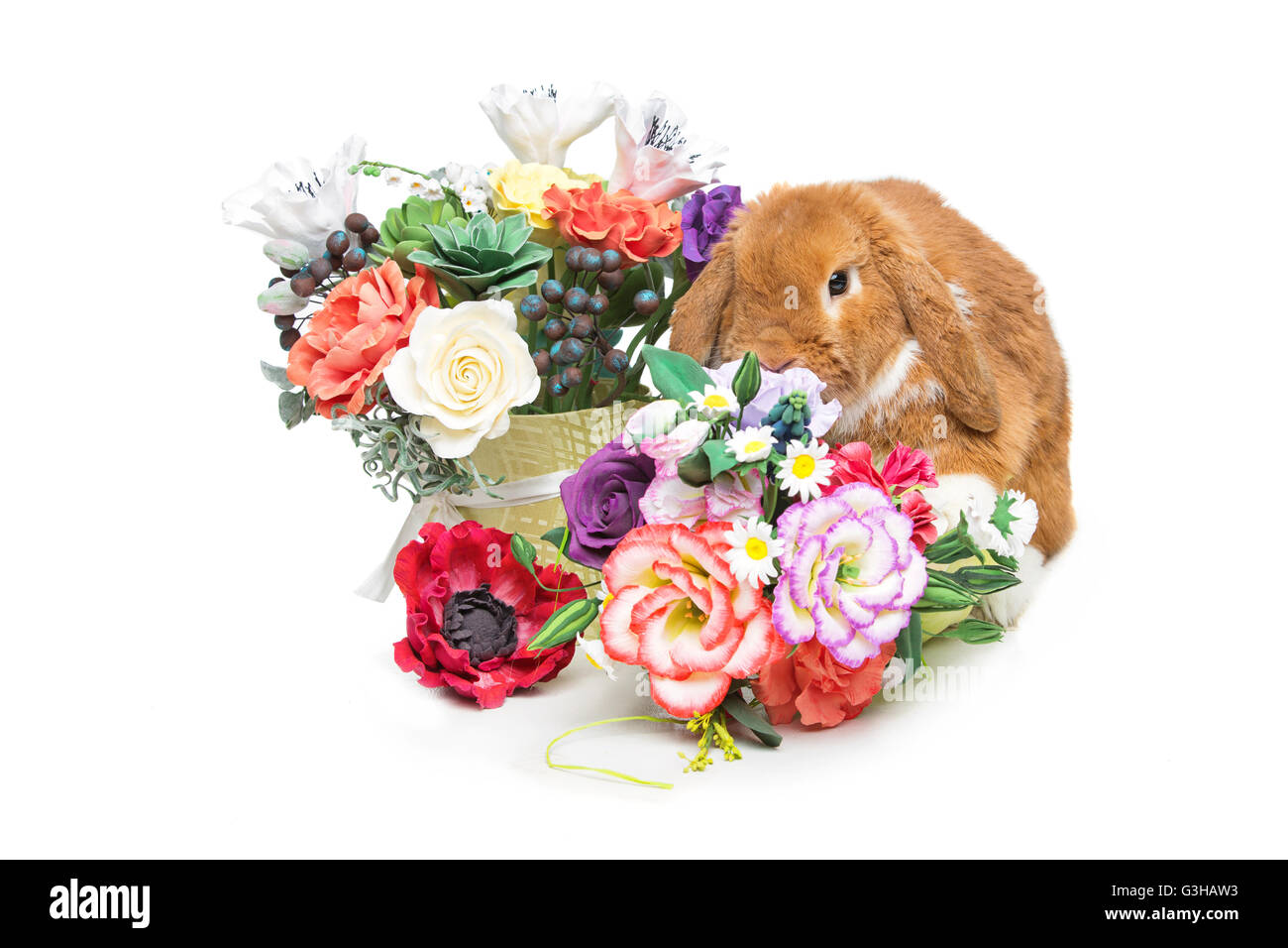 Beautiful domestic rabbit Stock Photo - Alamy