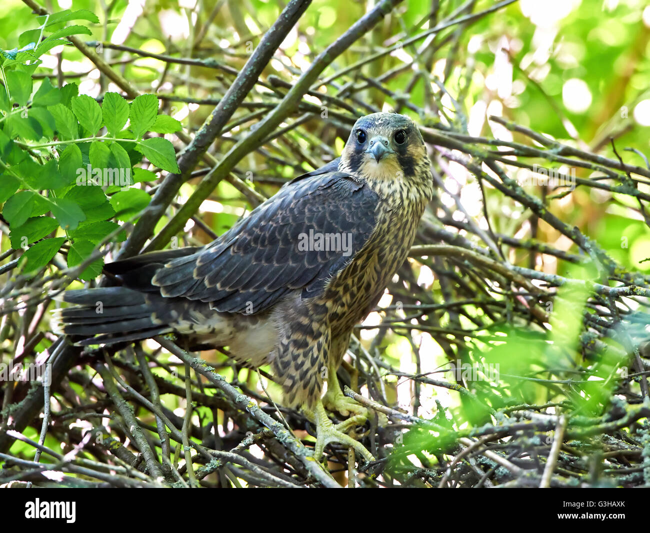 Juvenile Peregrine falcon sitting on branches in its habitat Stock ...
