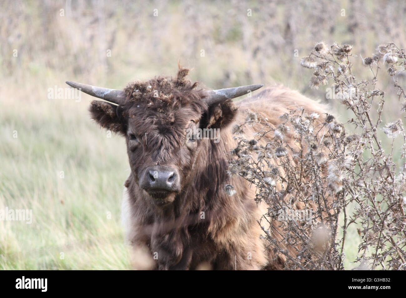 Burrs animal hi-res stock photography and images - Alamy