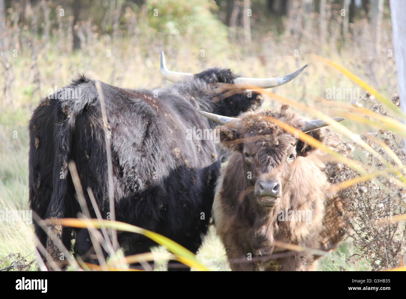 Long haired brown young cow standing beside long hared black cow ...