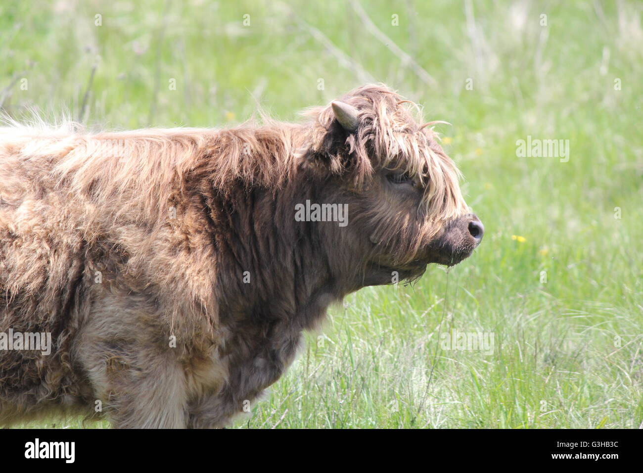 Long haired brown young cow walking through field of tall grasses and ...