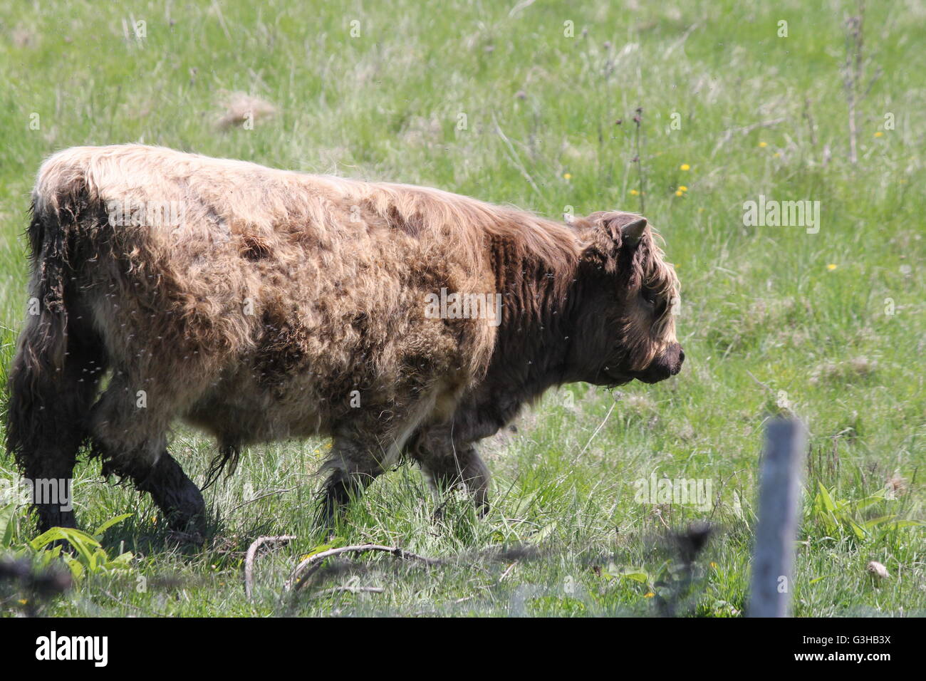 Long haired brown young cow walking through field of tall grasses and ...
