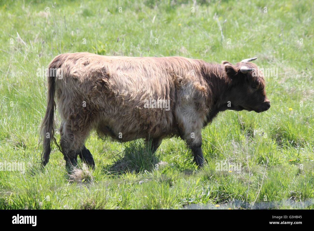 Long haired brown young cow walking through field of tall grasses and ...