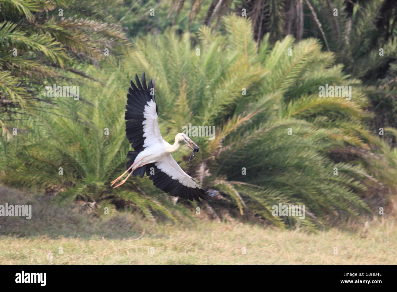 Featherless hi-res stock photography and images - Alamy