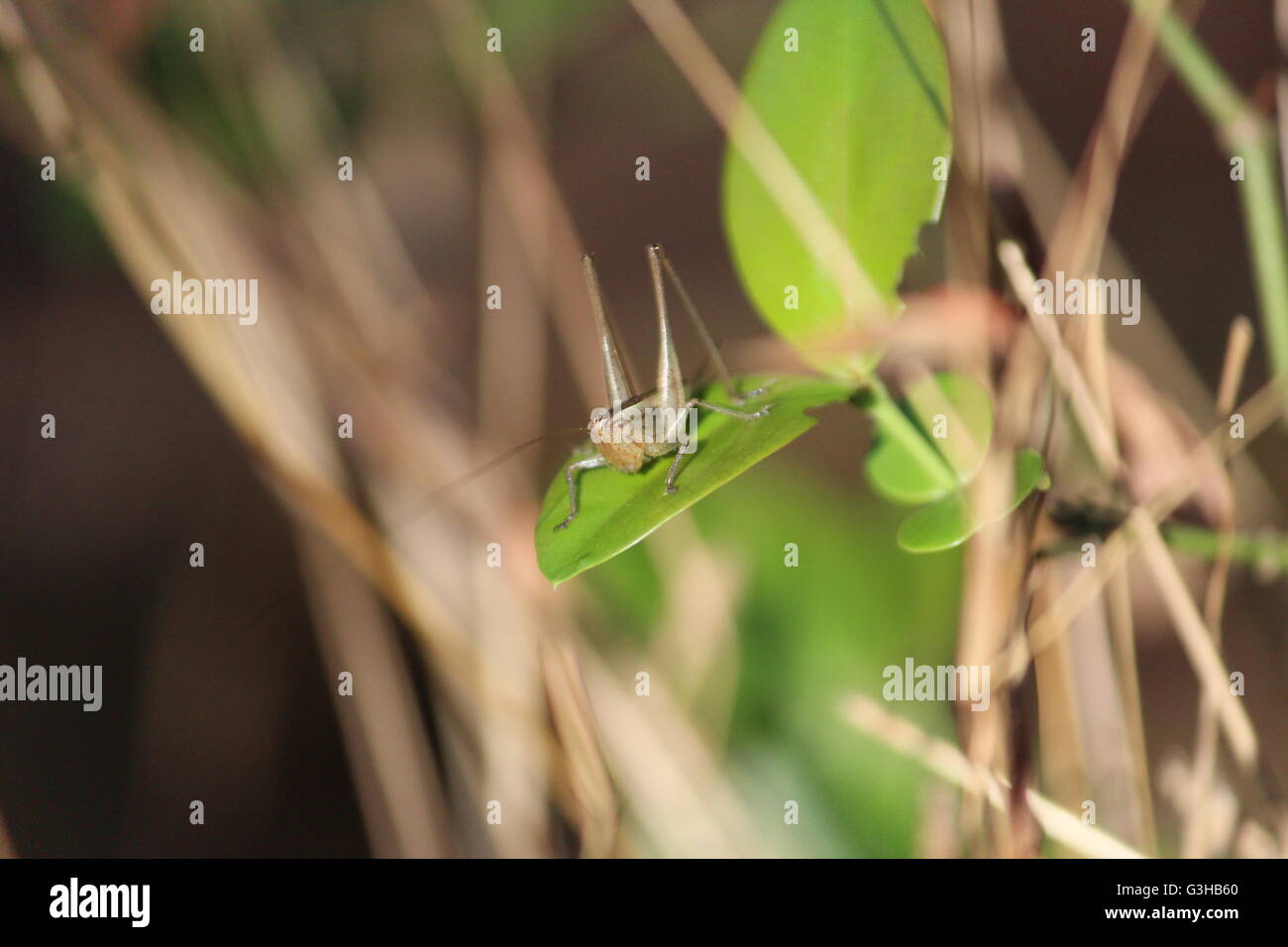 Grasshopper india hi-res stock photography and images - Alamy