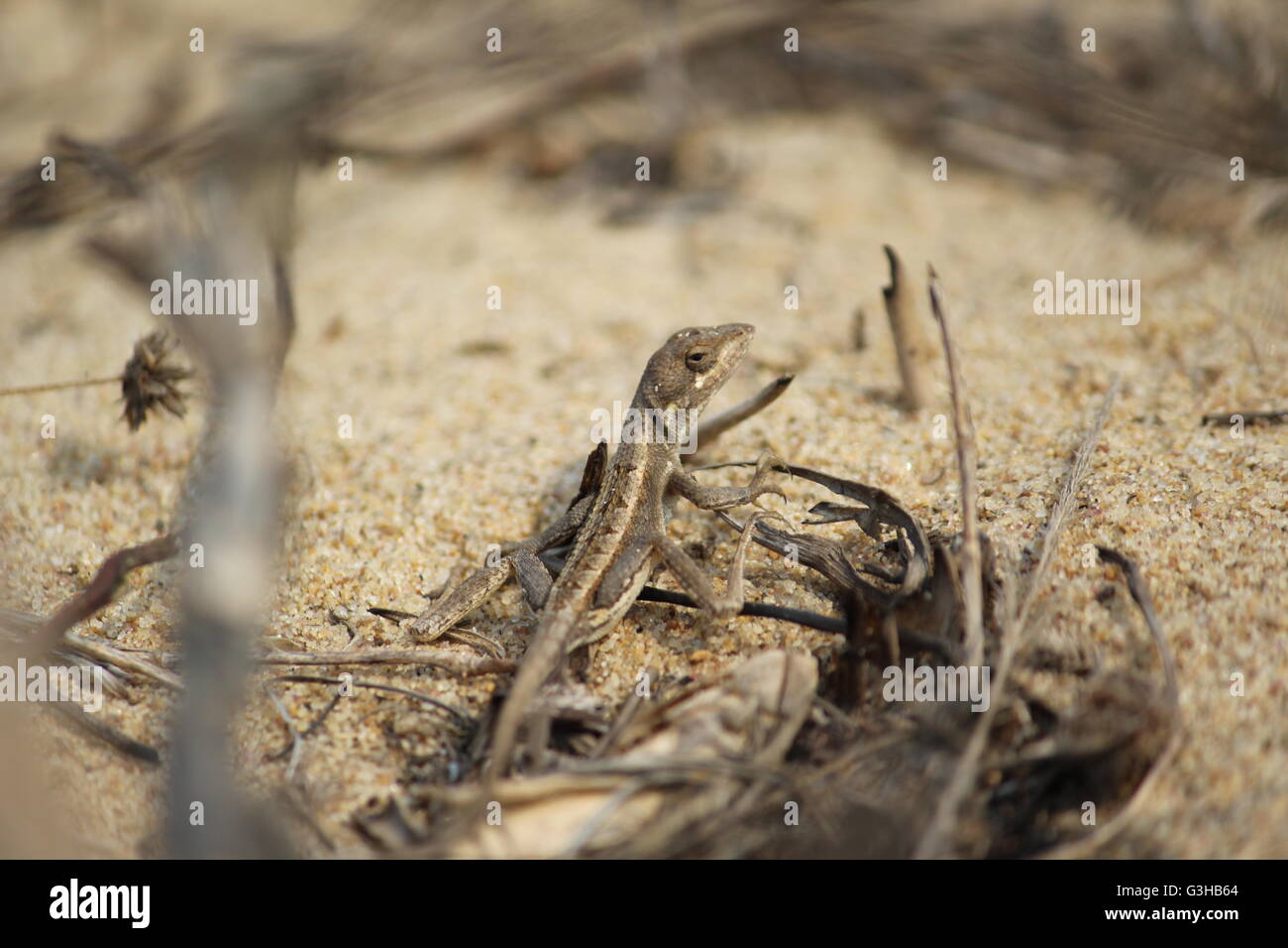 Sand Lizard-These kind of lizards have different shades and this is one ...