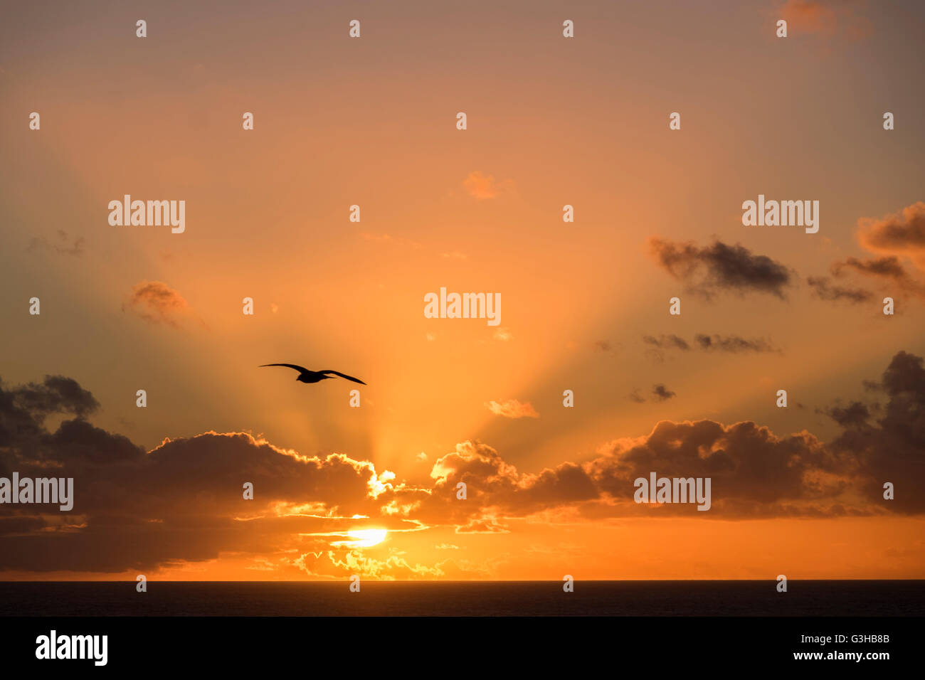 Seagull against sunset sky hi-res stock photography and images - Alamy