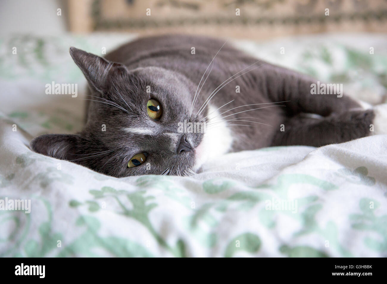 Curious cat laying stretched out on the bed Stock Photo - Alamy