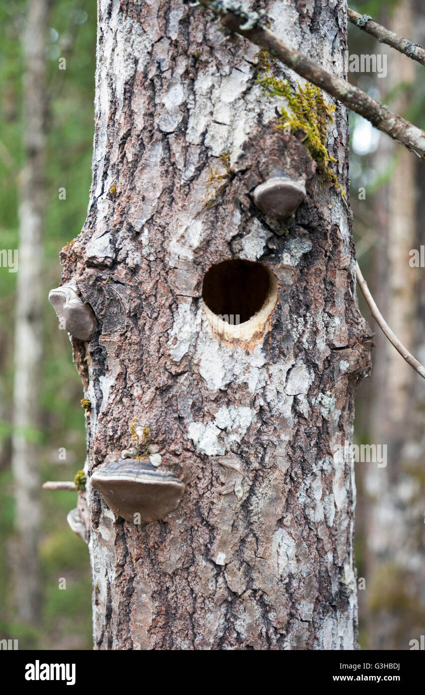 A hole in the tree trunk made by a woodpecker Stock Photo - Alamy