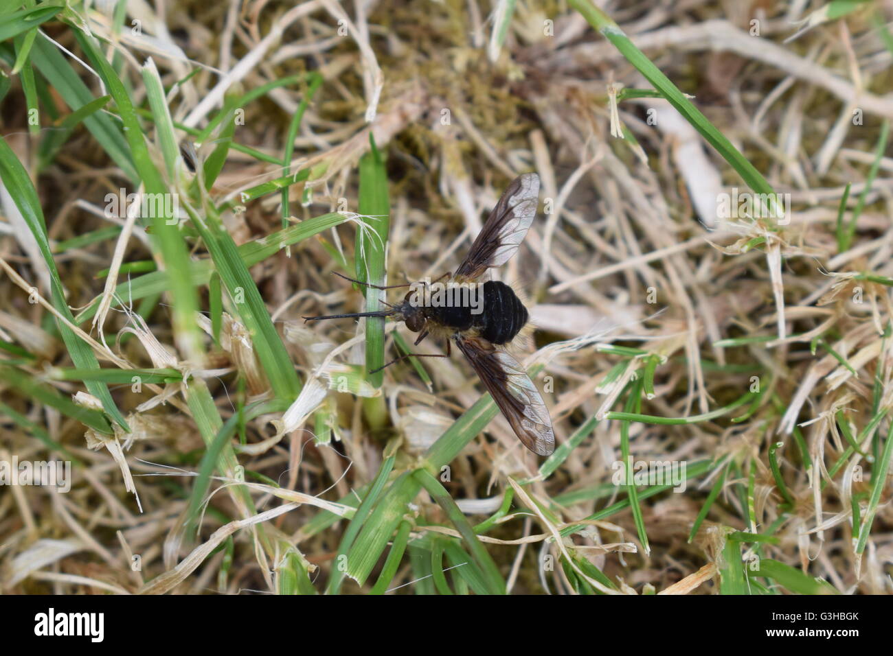 Bug With Long Proboscis High Resolution Stock Photography and Images ...