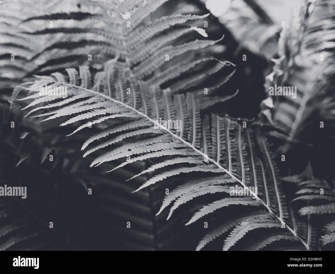 great green bush of fern. Black and white Stock Photo - Alamy