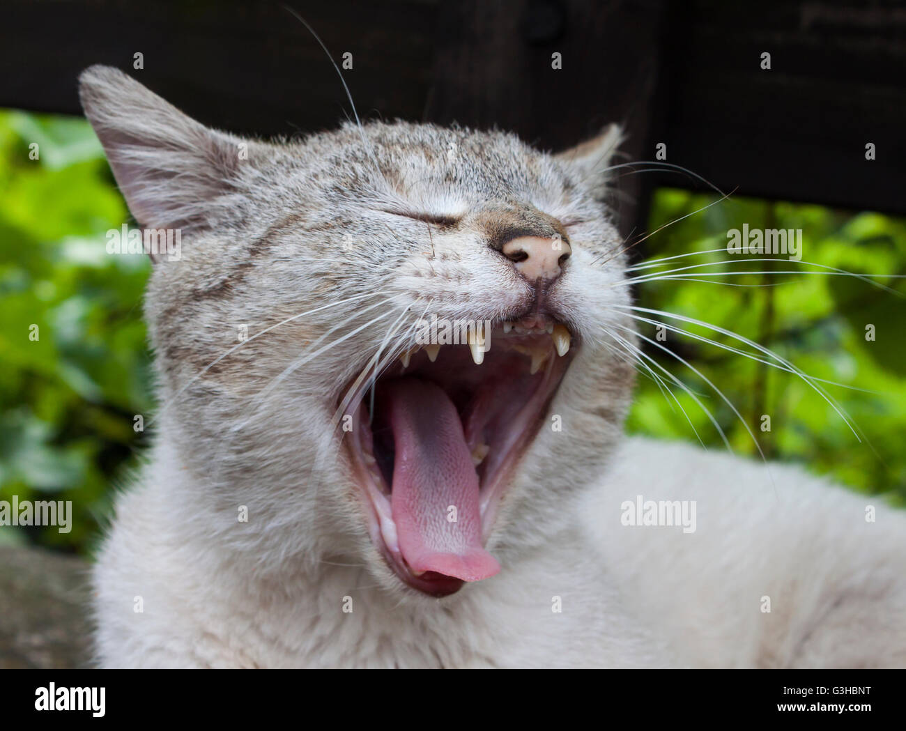 Gray cat yawn Stock Photo - Alamy