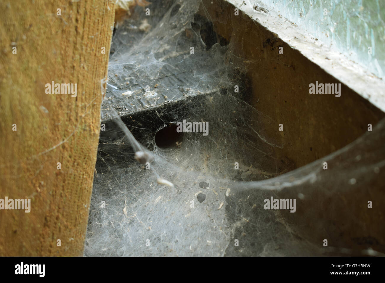 Charlotte's web spider hi-res stock photography and images - Alamy