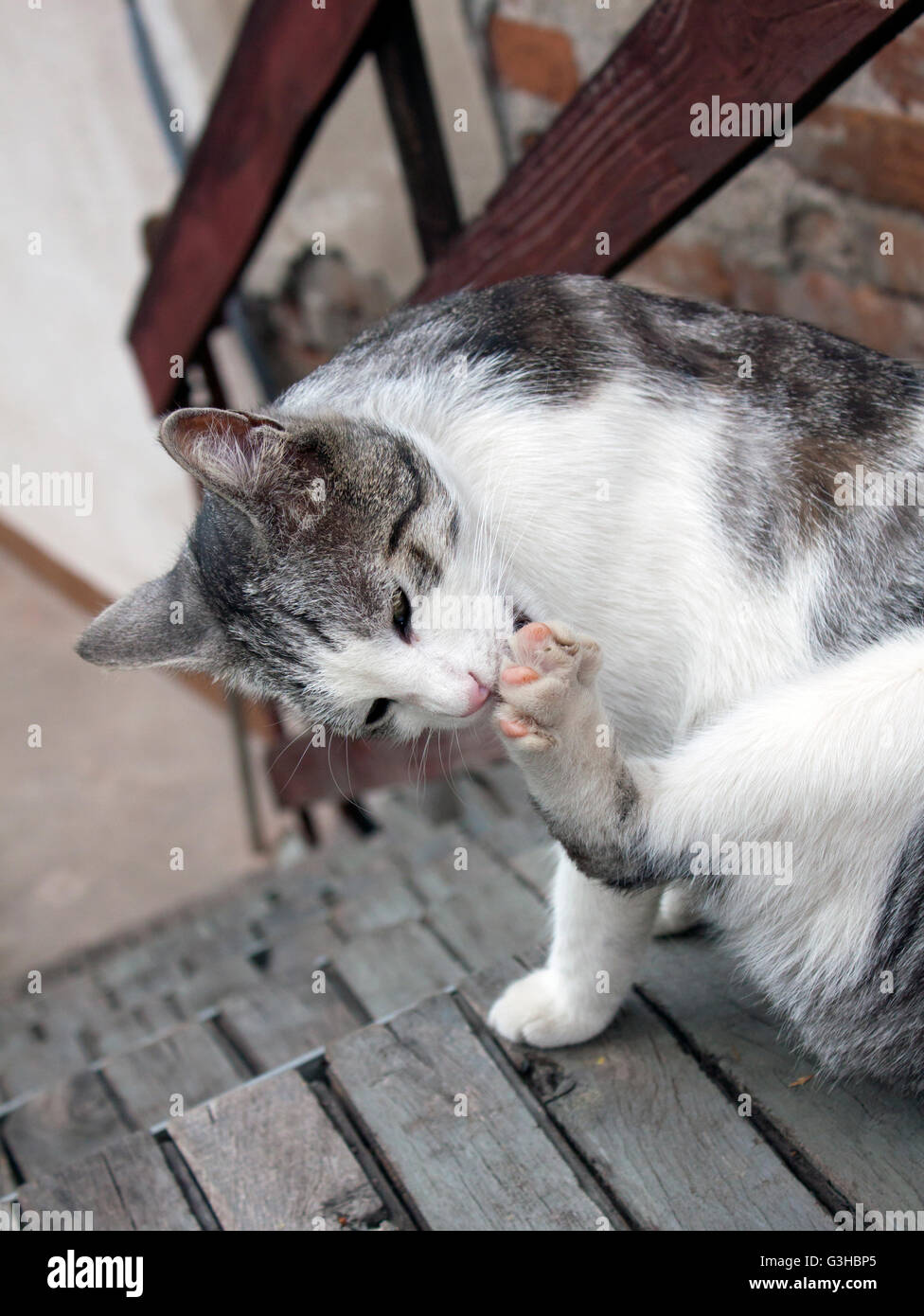 Cat cleaning itself hi-res stock photography and images - Alamy