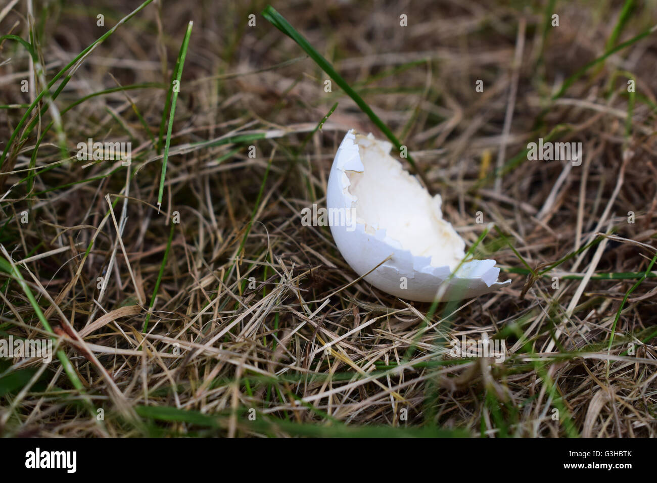 Broken birds egg in nest hi-res stock photography and images - Alamy
