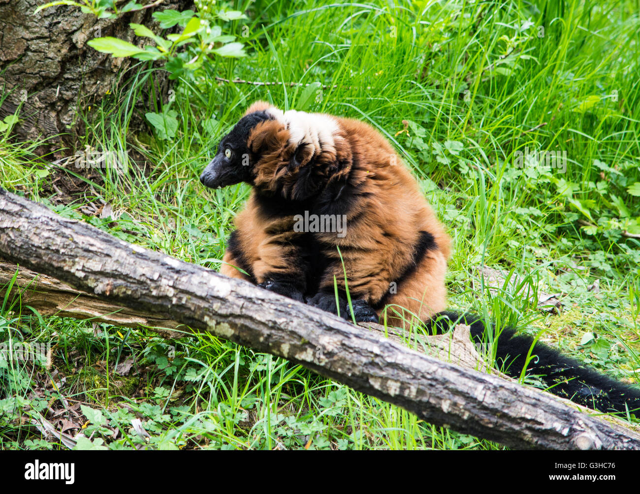 Life at zoo hi-res stock photography and images - Alamy