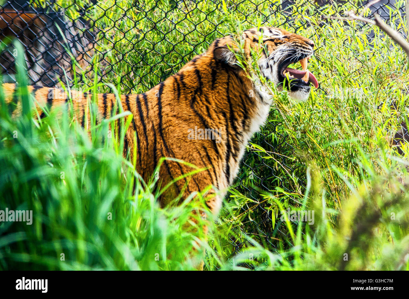 Dangerous tiger hi-res stock photography and images - Alamy