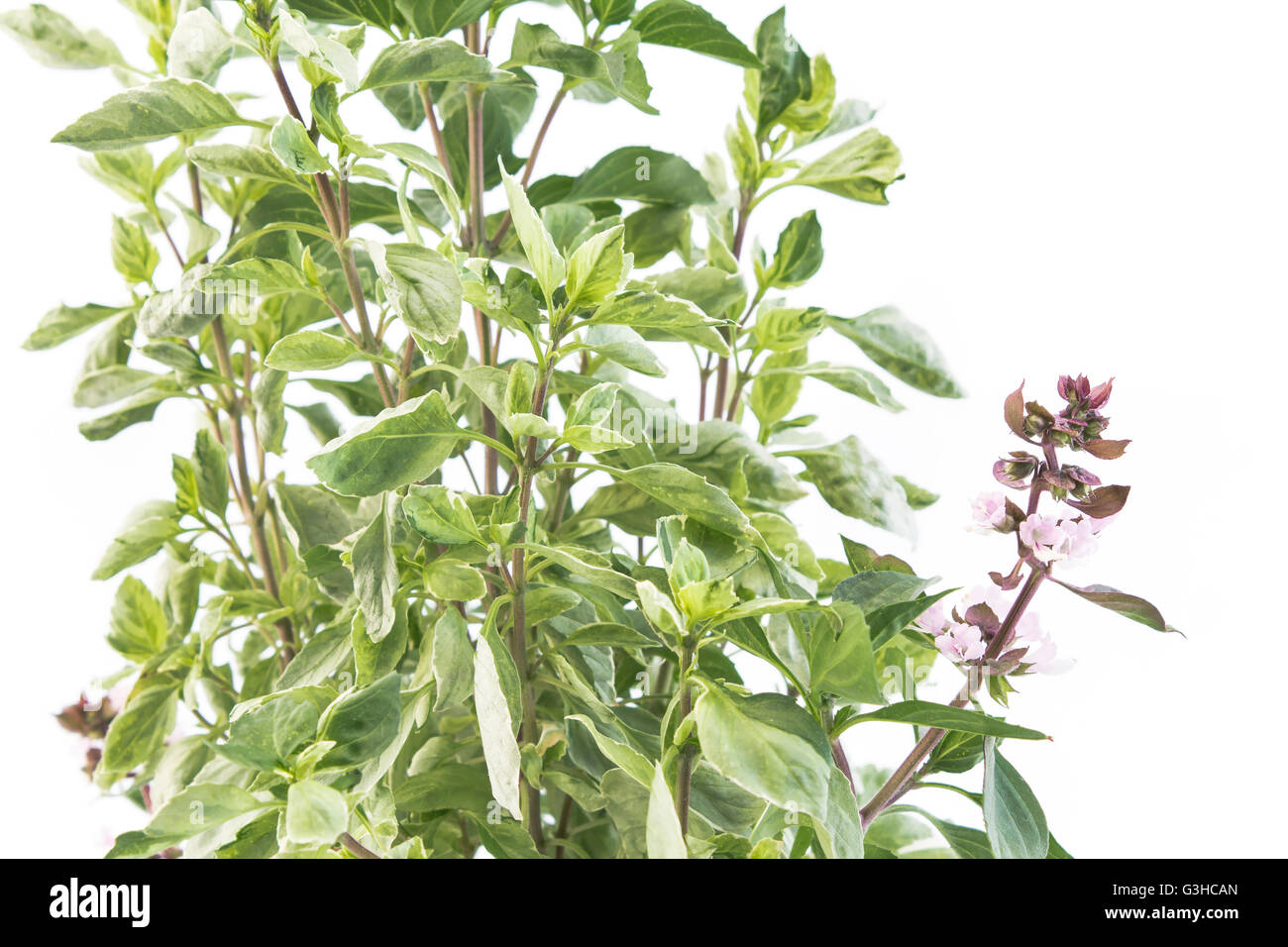 White blooming basil hi-res stock photography and images - Alamy