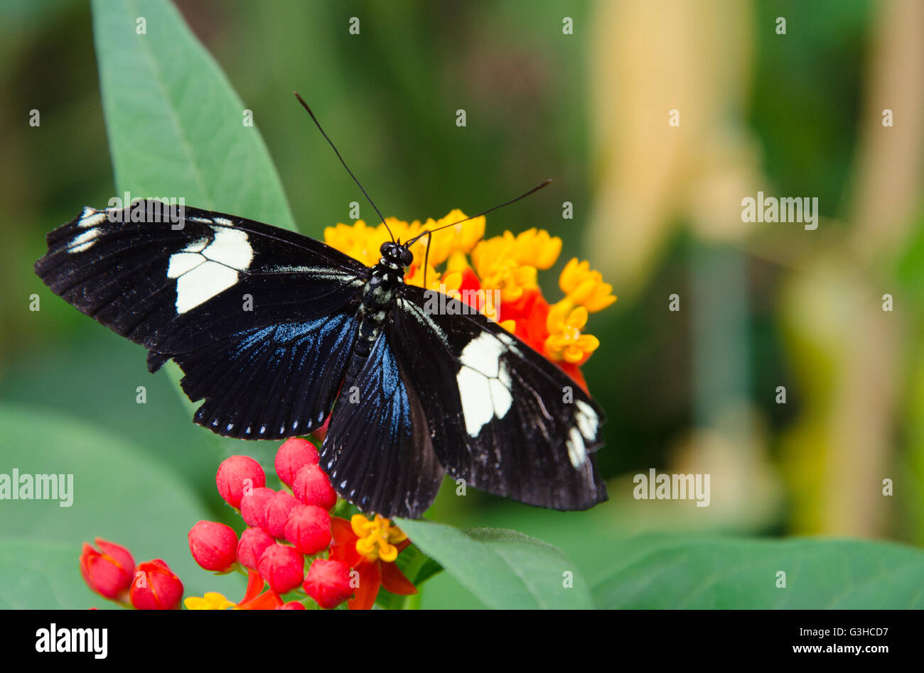 Heliconius doris butterfly sitting on a flower Stock Photo - Alamy