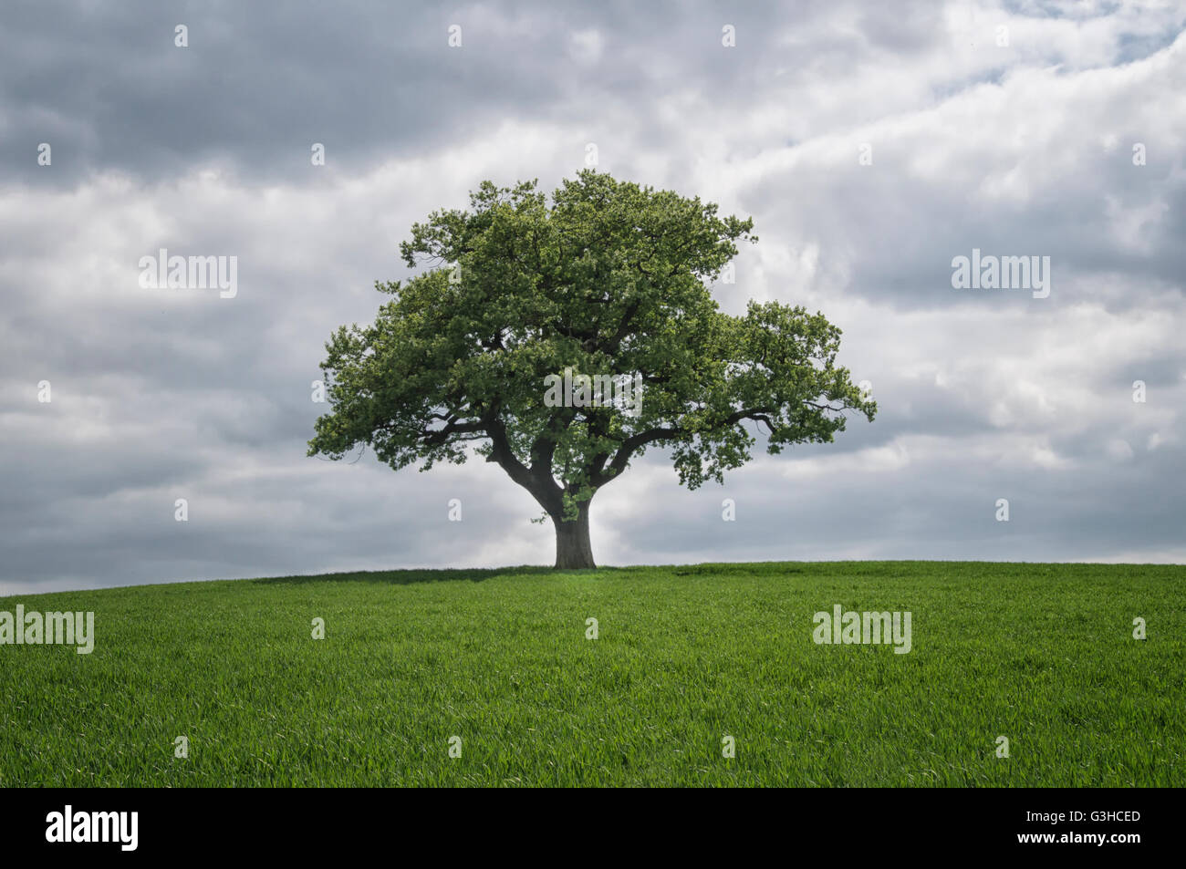 Landscape Single tree spring Stock Photo - Alamy
