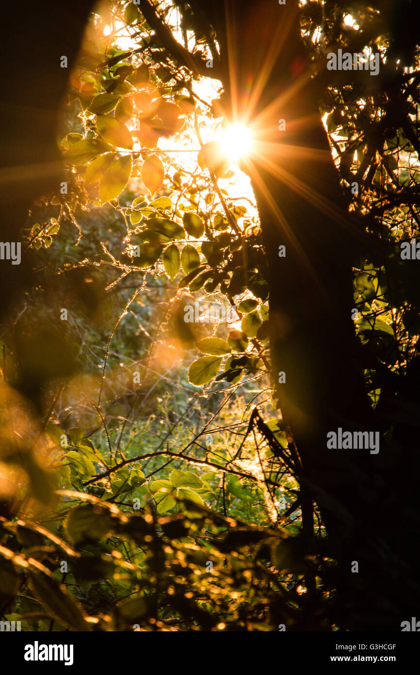 Sun bursting through trees Stock Photo - Alamy