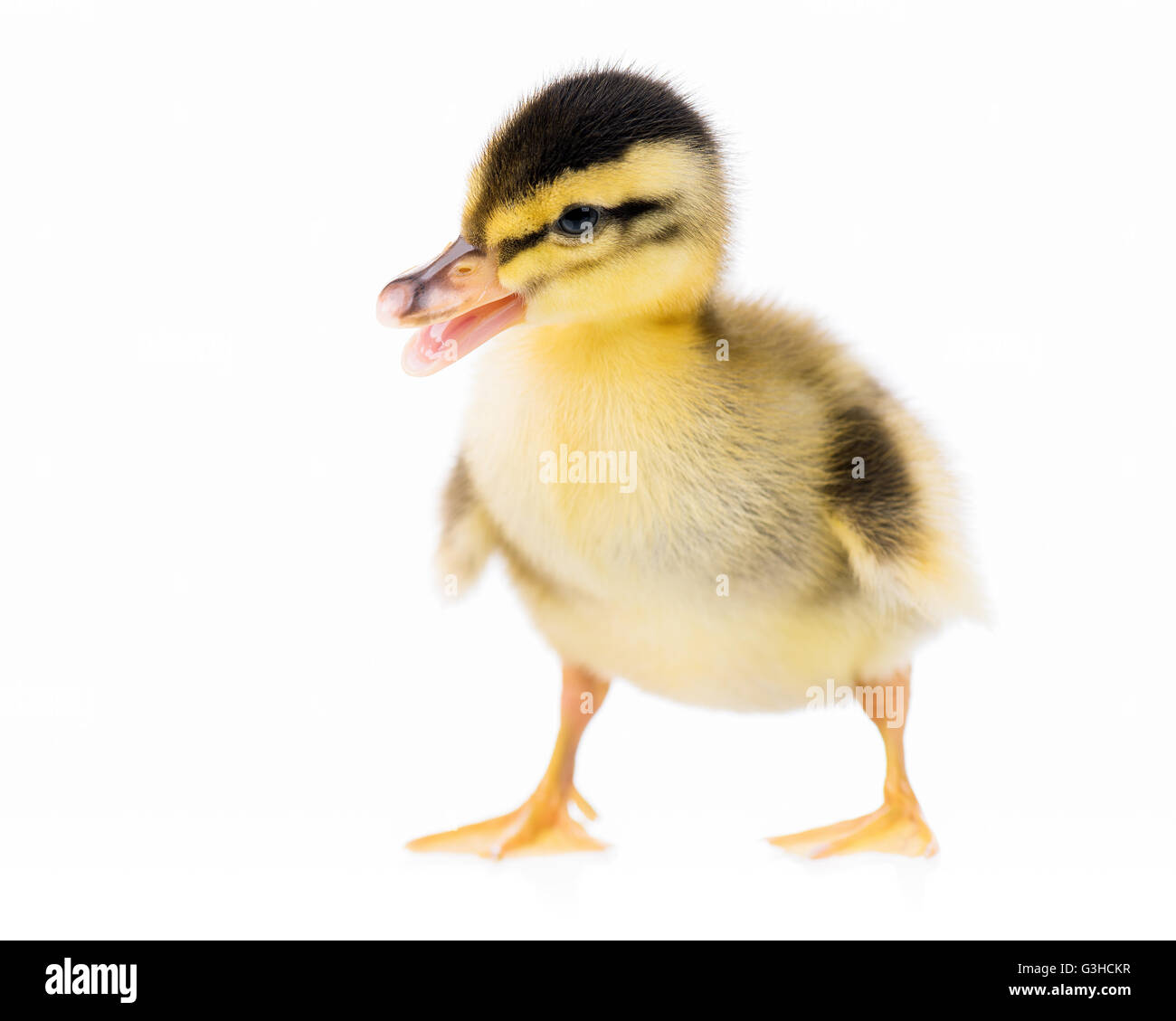 Cute little duckling Stock Photo - Alamy