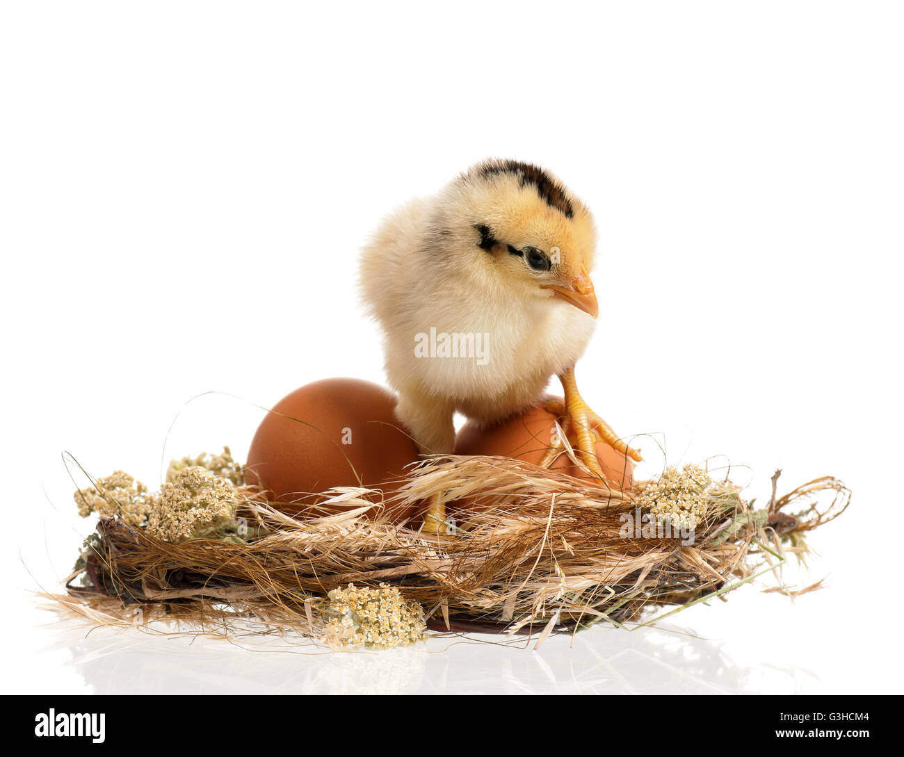 Newborn chick in nest Stock Photo - Alamy