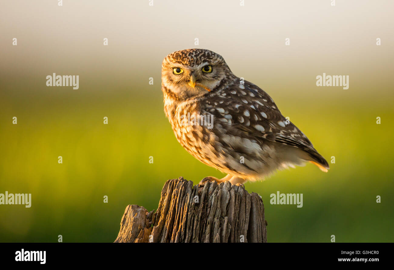 Burrowing owl flying hi-res stock photography and images - Alamy