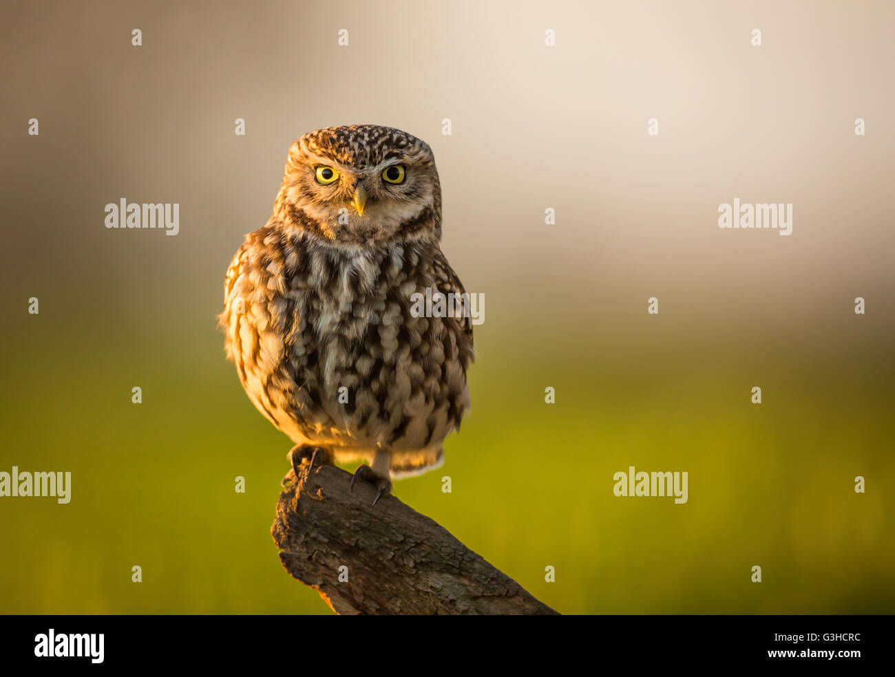Owl at sunset hi-res stock photography and images - Alamy