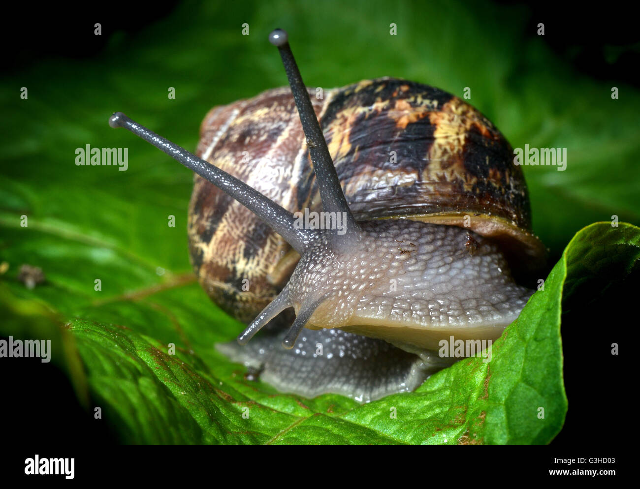 Close up garden snail shell hi-res stock photography and images - Alamy