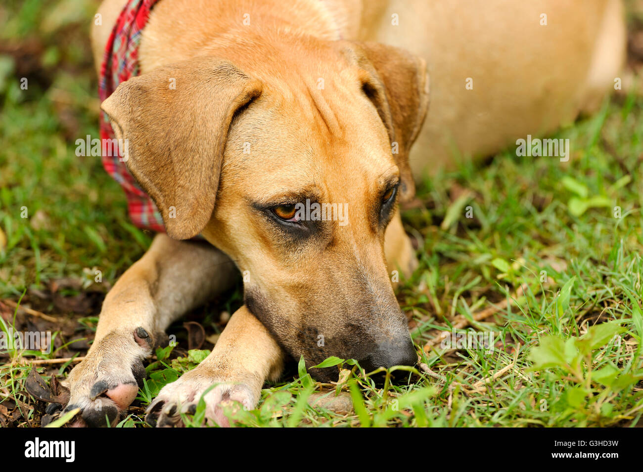 Sad dog is a beautiful brown dog outdoors resting his chin on his leg ...