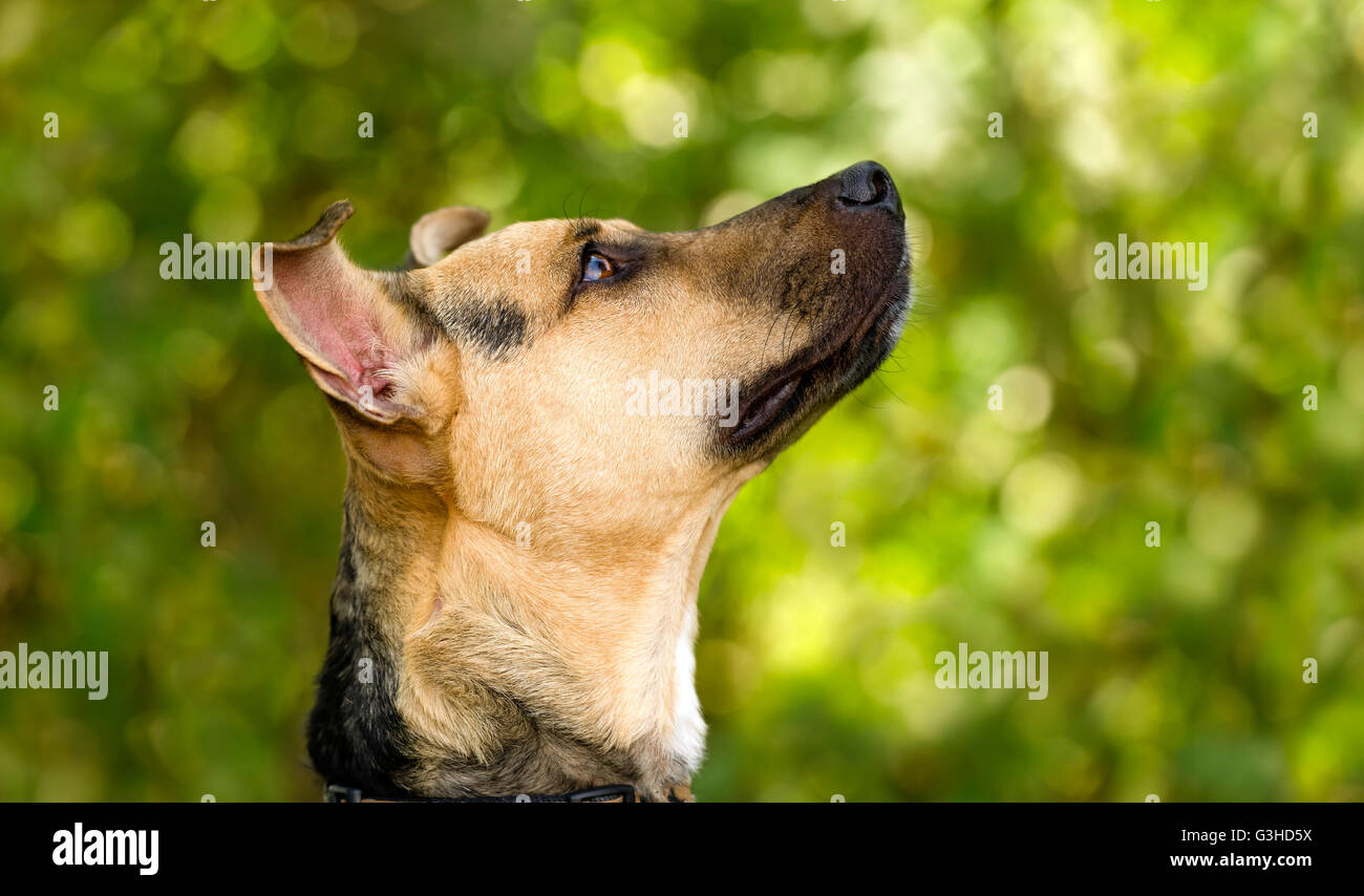 Dog looking up is a beautiful German Shepherd looking up intently ...