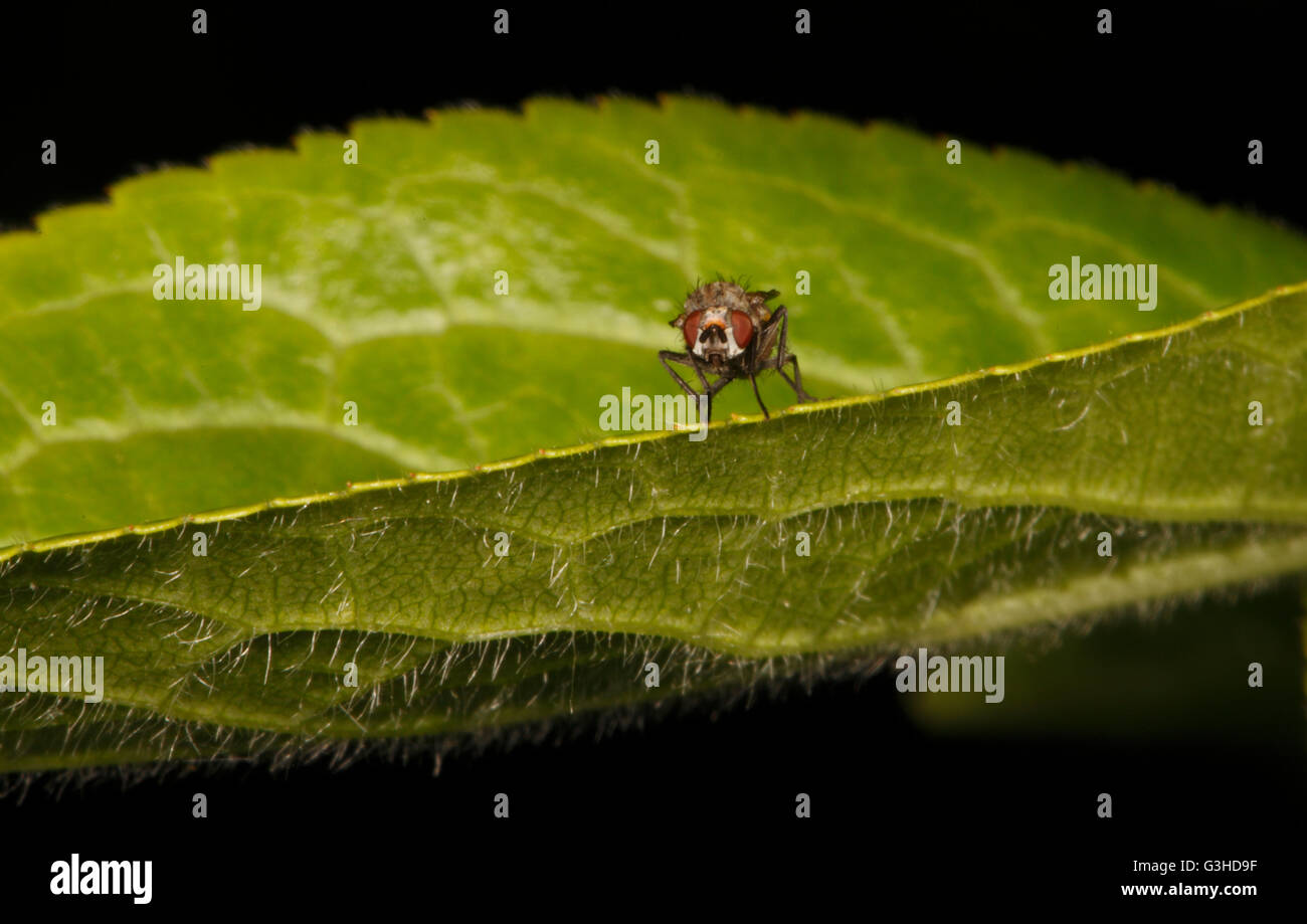 Standing leaf edge hi-res stock photography and images - Alamy