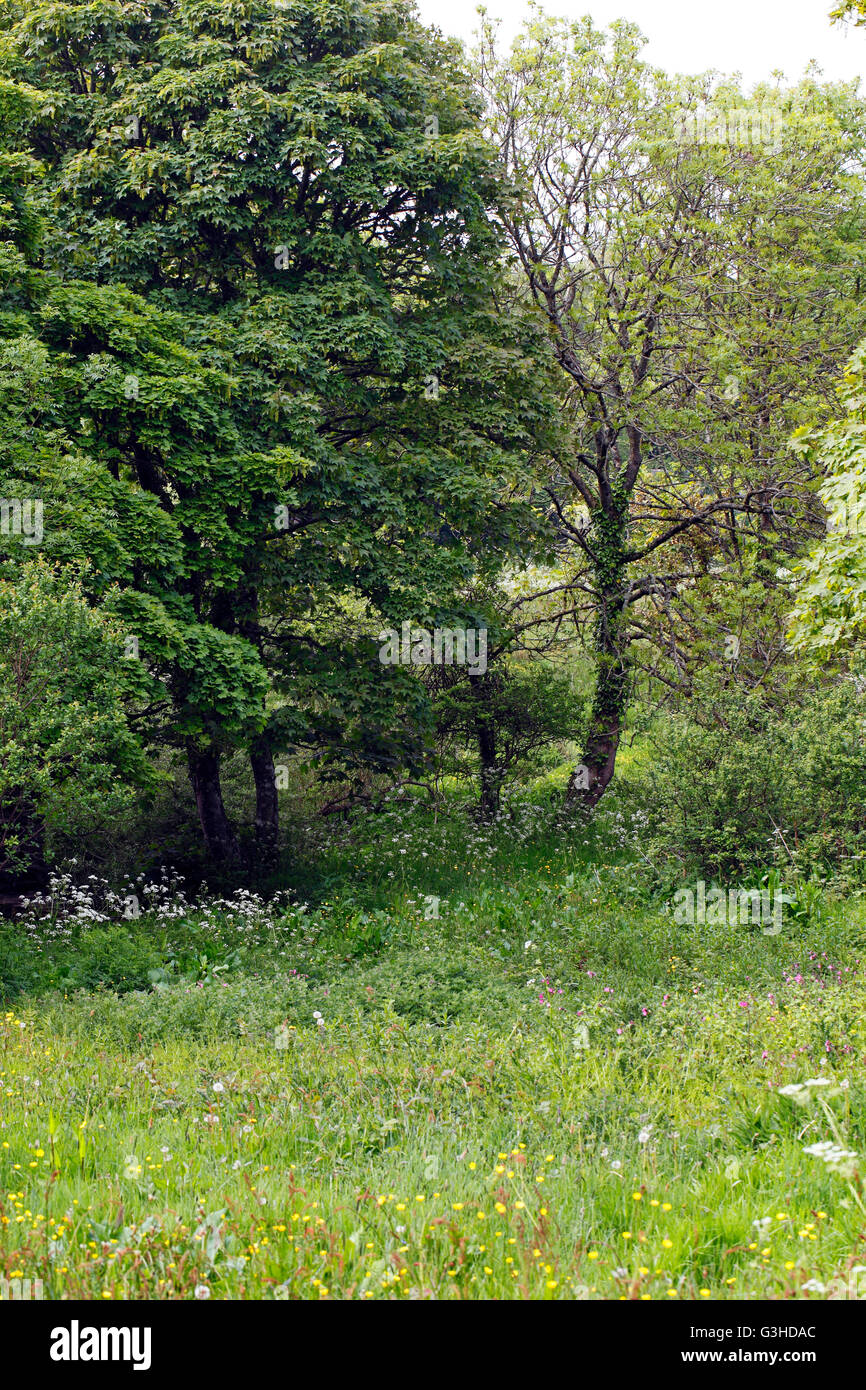 Woodland glade with flowers hi-res stock photography and images - Alamy
