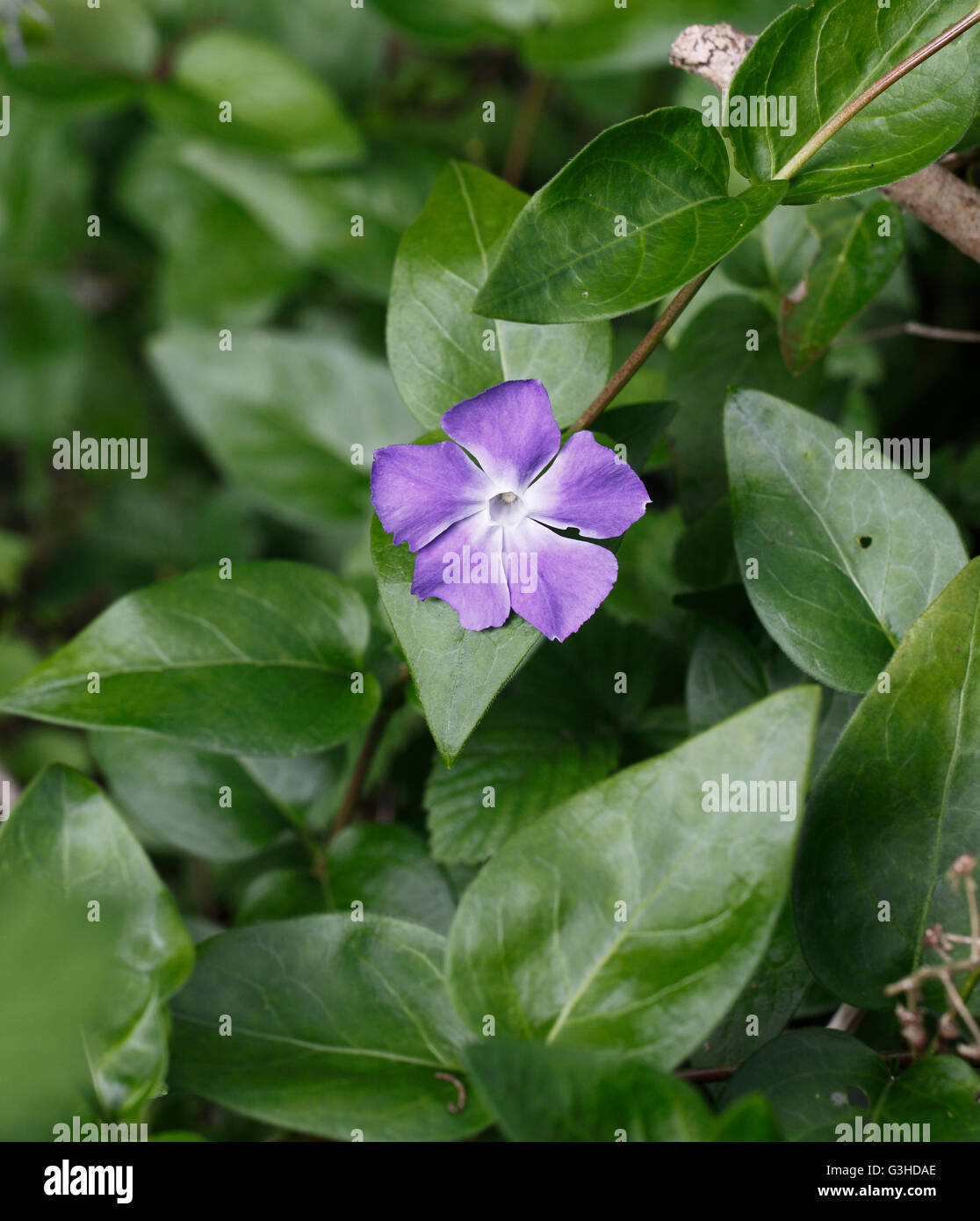 Vinca minor Lesser Periwinkle Stock Photo - Alamy