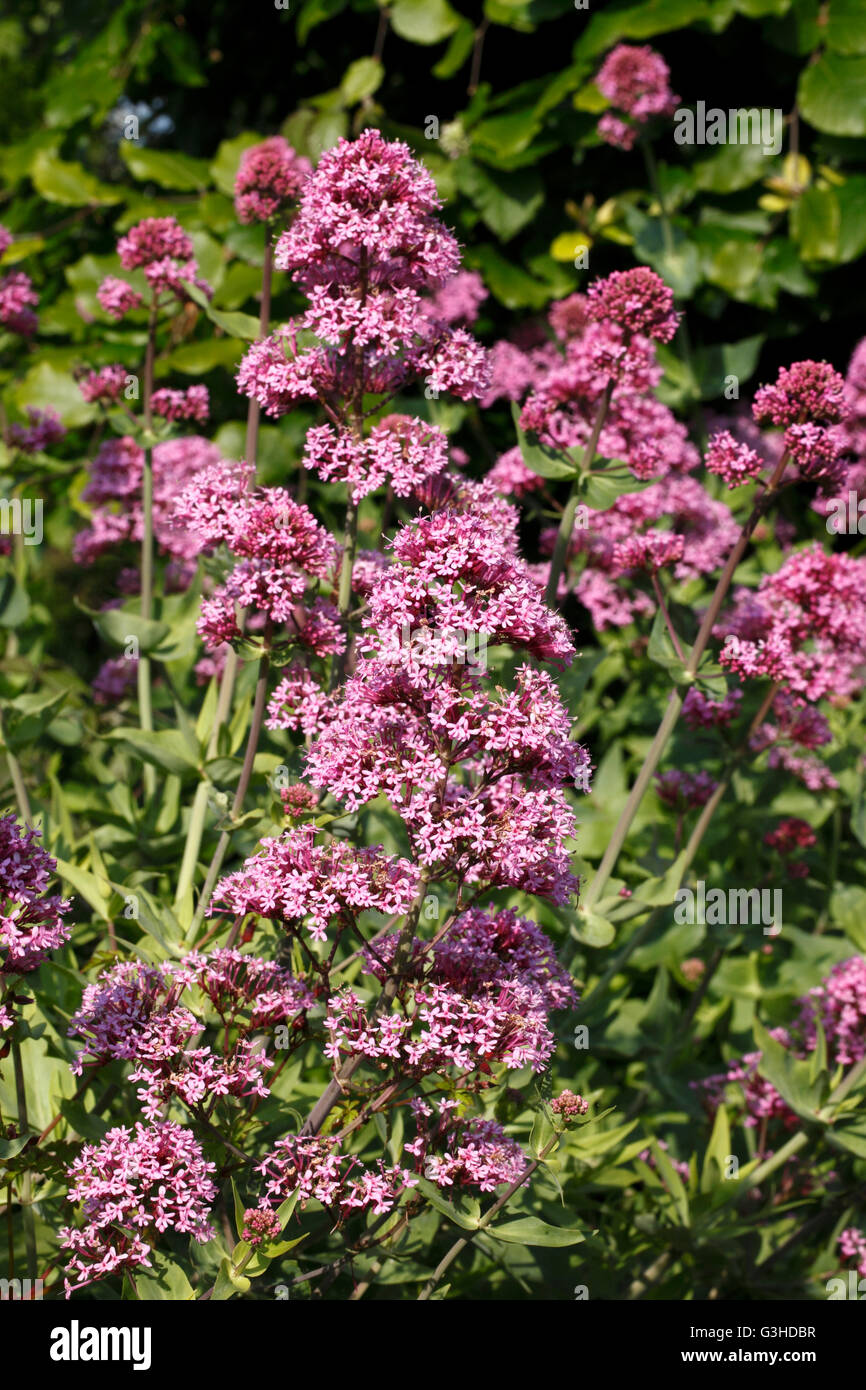 Red valerian flowers hi-res stock photography and images - Alamy