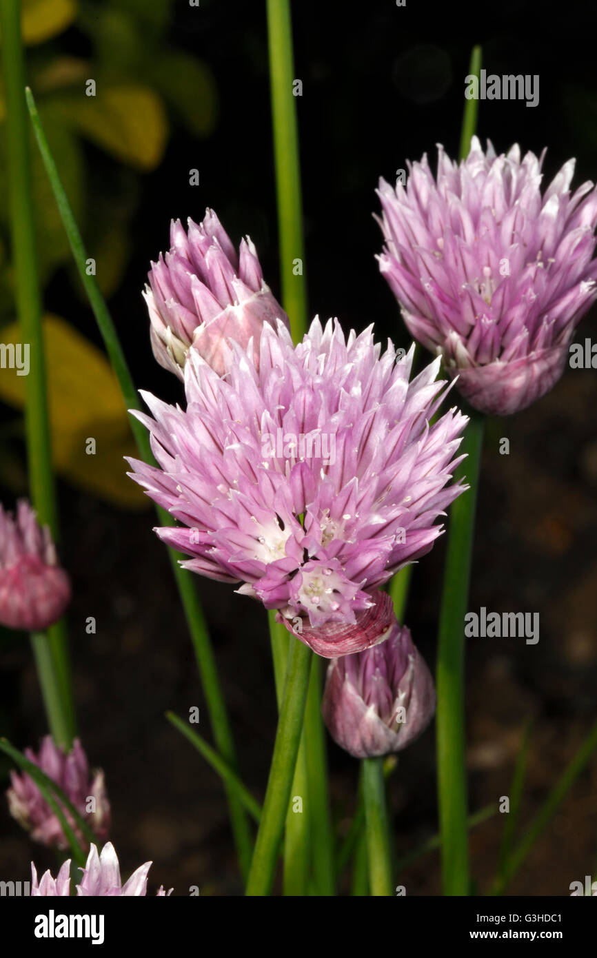 British chives hi-res stock photography and images - Alamy