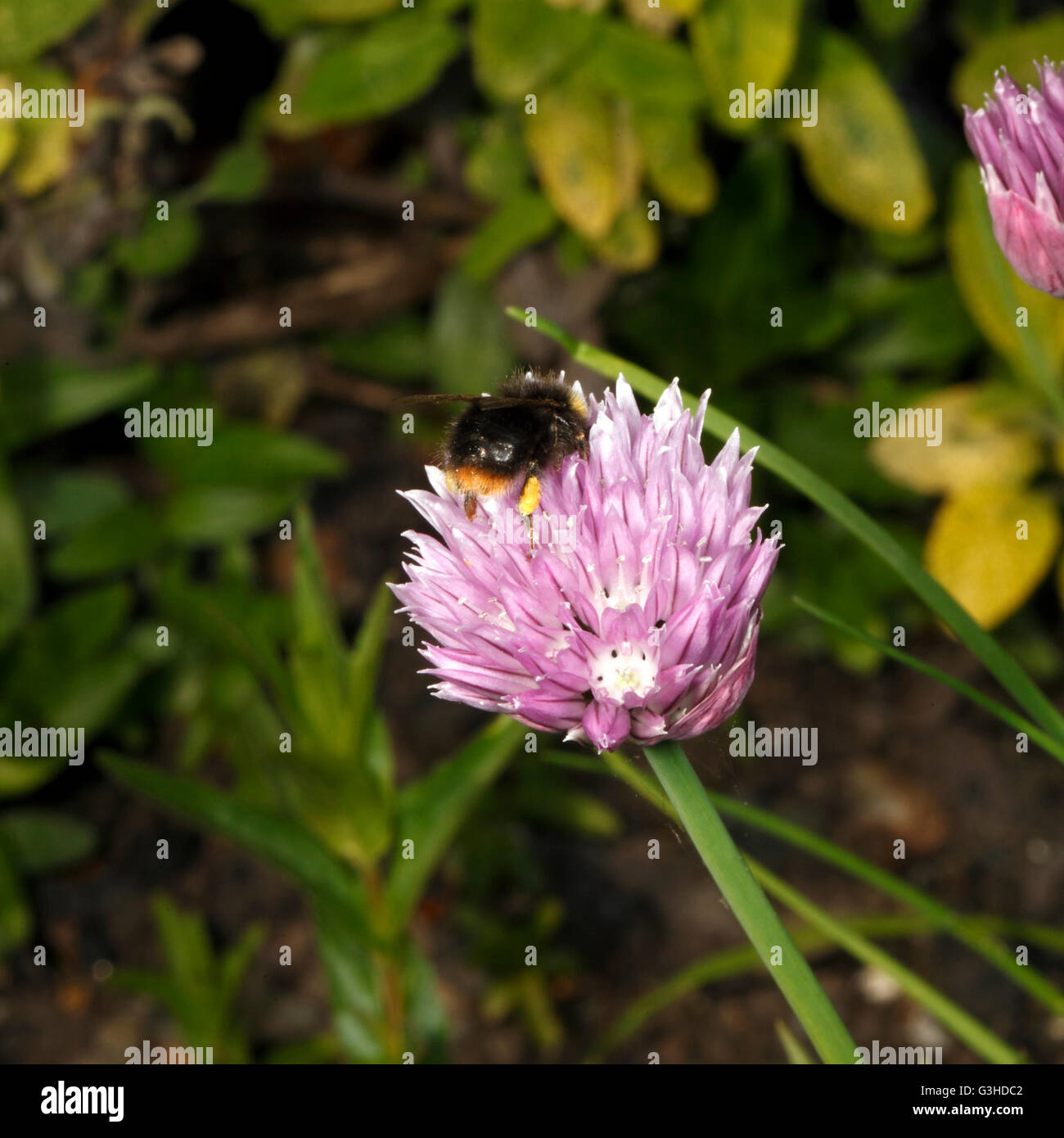 Chives with flowers hi-res stock photography and images - Alamy