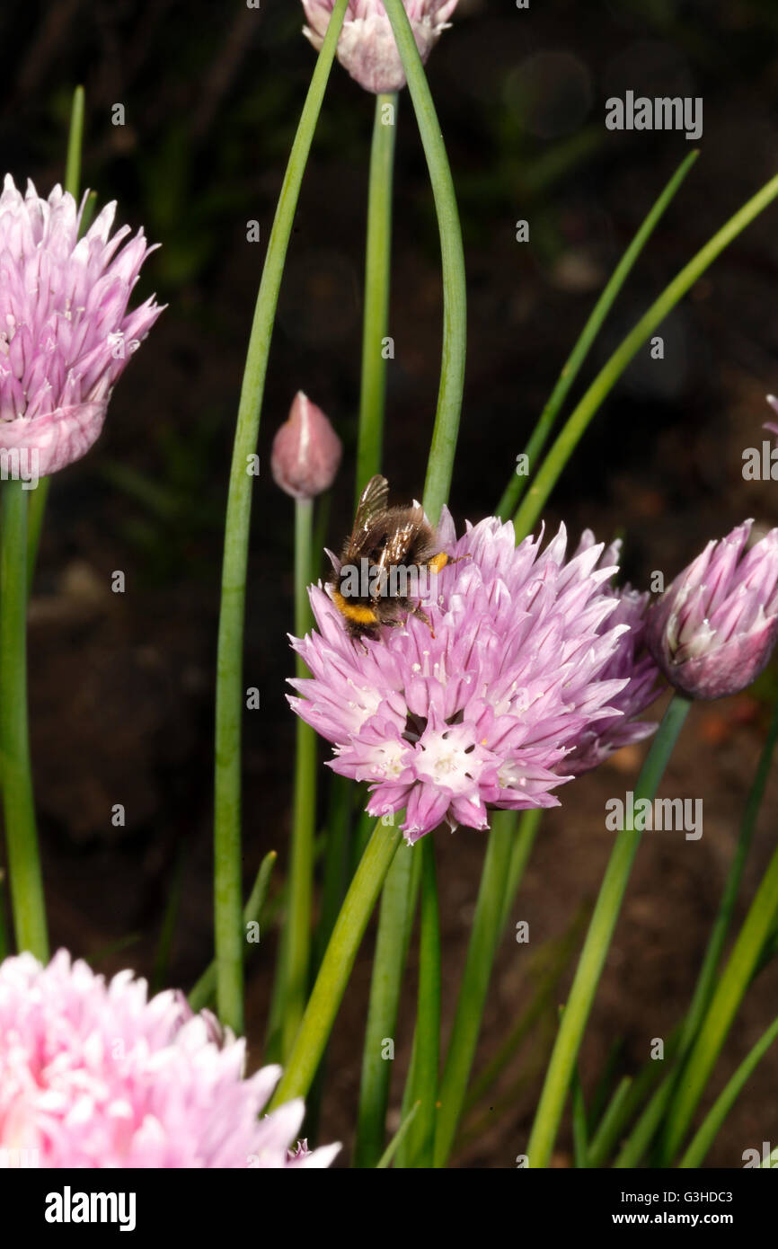 British chives hi-res stock photography and images - Alamy