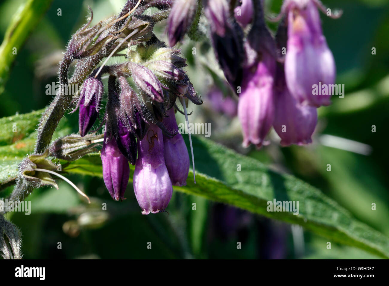 Comfrey flower hi-res stock photography and images - Alamy