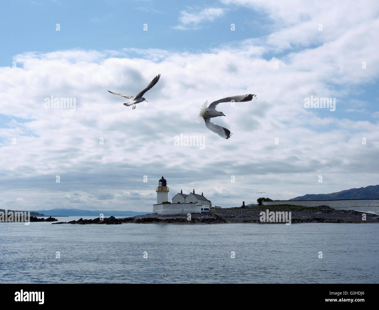 Common gulls (Larus canus) and lighthouse, Fladda island, Scotland ...