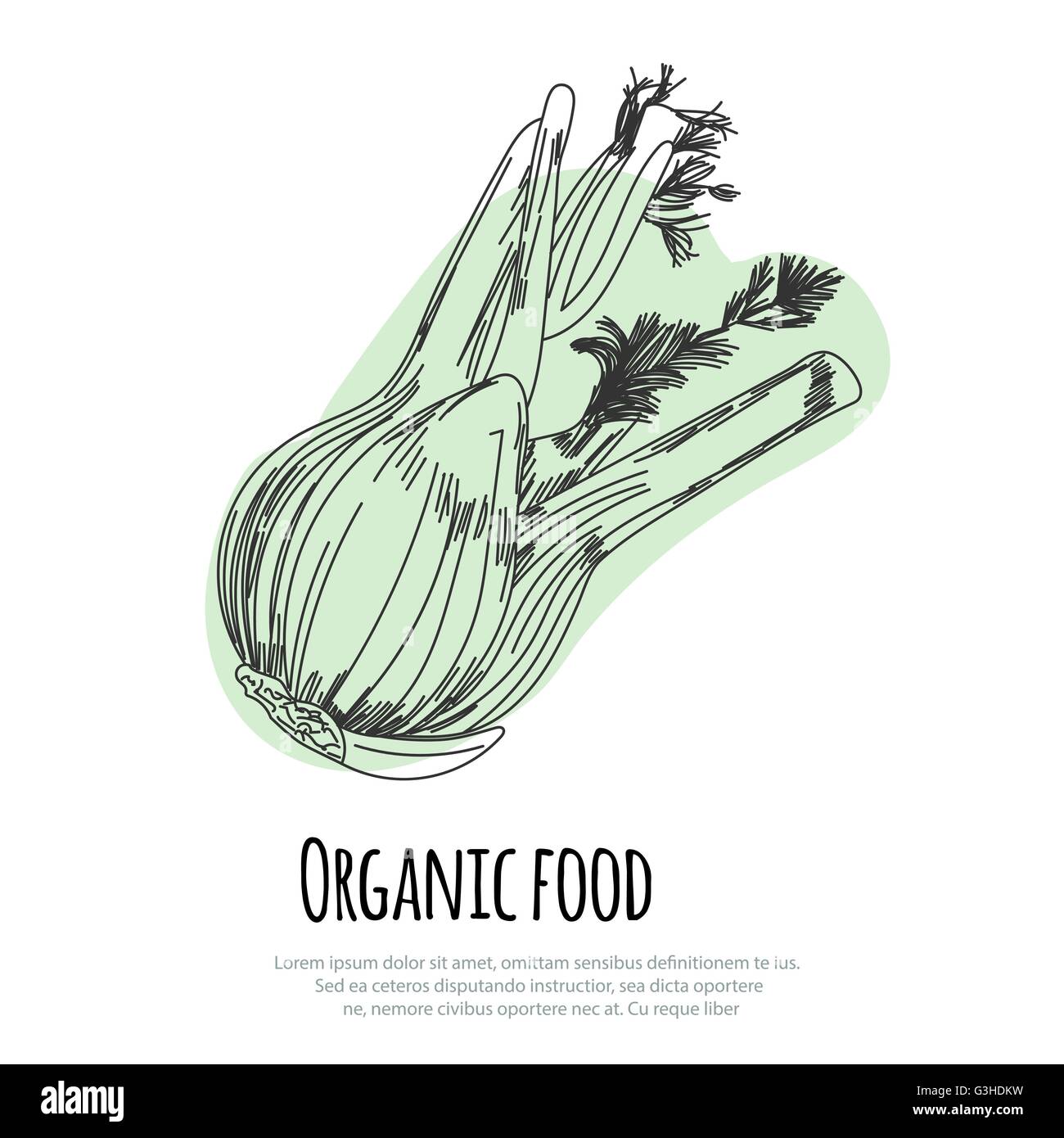 Hand drawn fennel over white background Stock Vector Image & Art - Alamy
