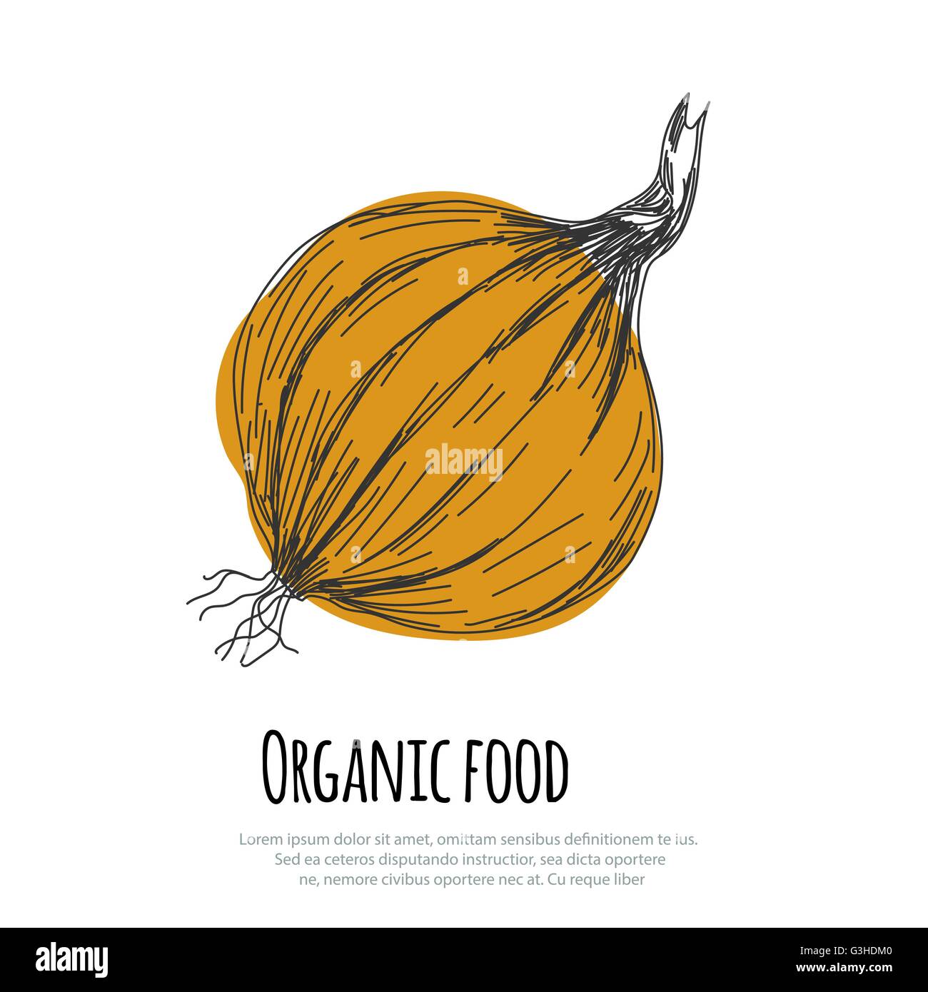 Hand drawn onion over white background Stock Vector Image & Art - Alamy