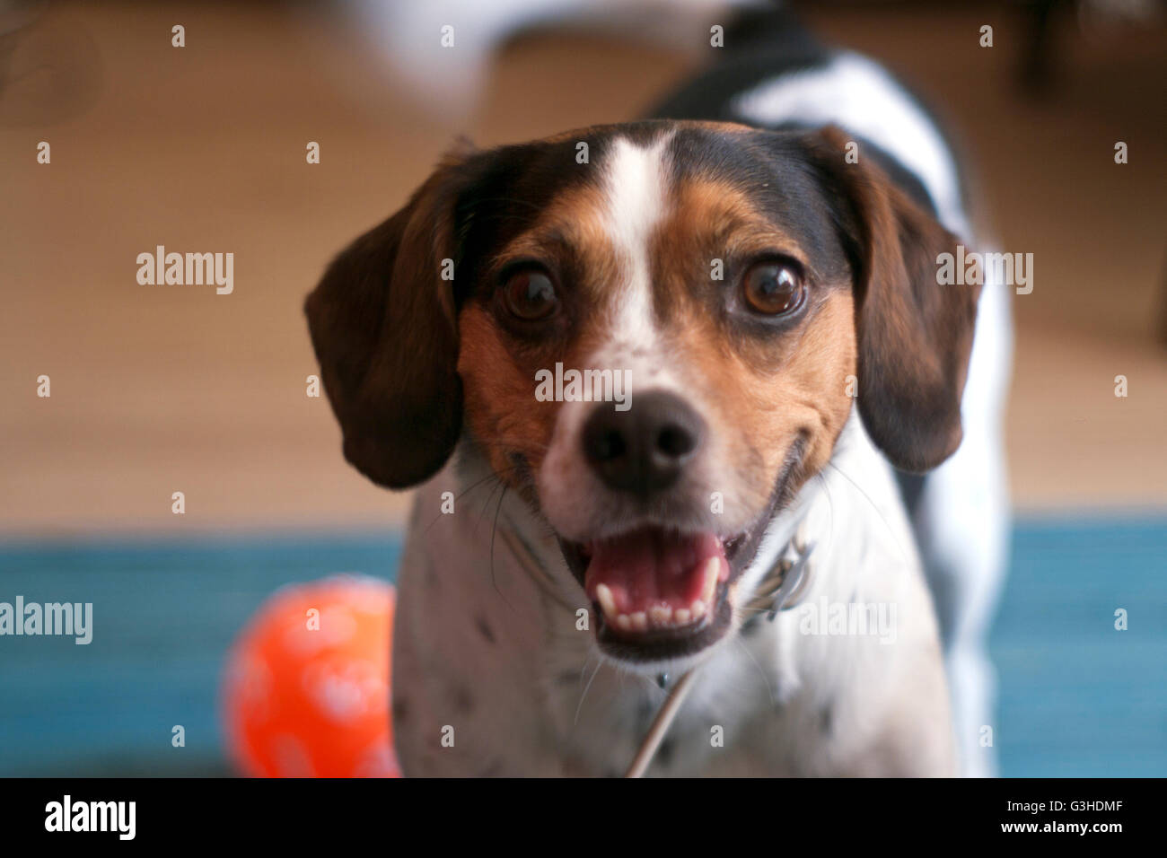 Young dog photographed with a Jupiter 8 vintage lens Stock Photo - Alamy